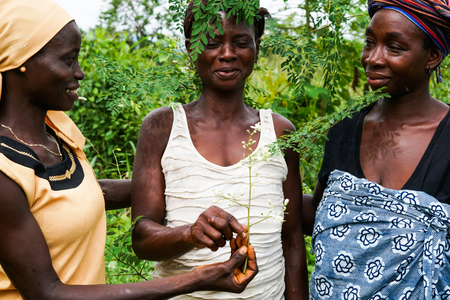 THE TRUE MORINGA STORY – True Moringa