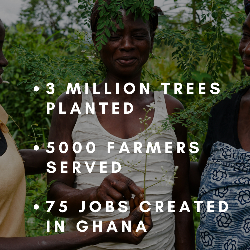 Shea & Moringa Balm – True Moringa